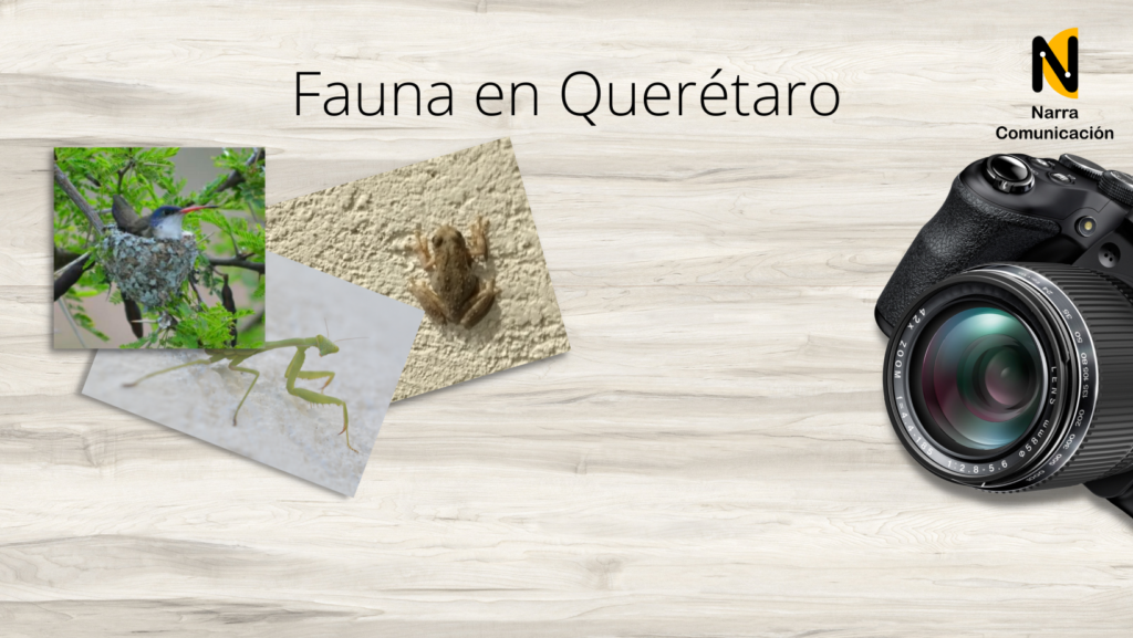 Fauna de Querétaro archivos - Narra Comunicación