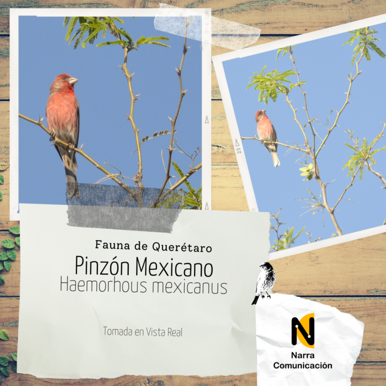 Fauna de Querétaro - Narra Comunicación